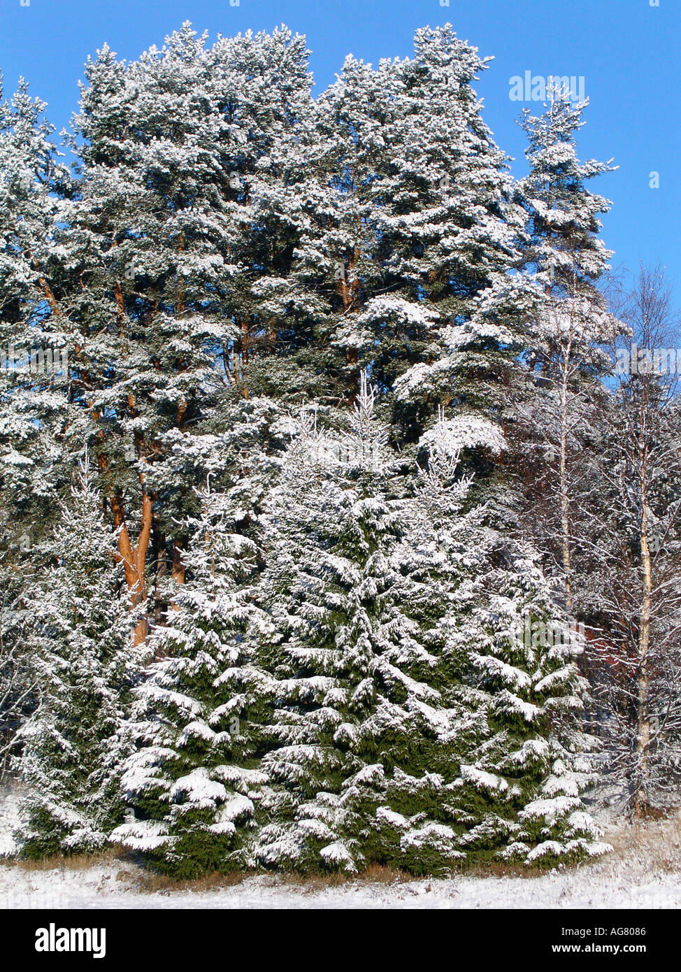 first snow of winter Stock Photo - Alamy