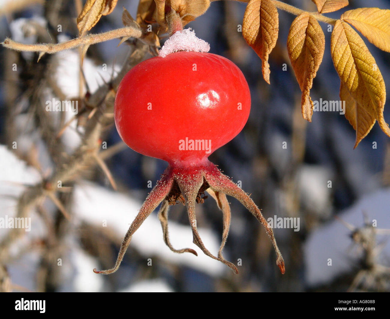 Rosa rugosa winter hi-res stock photography and images - Alamy