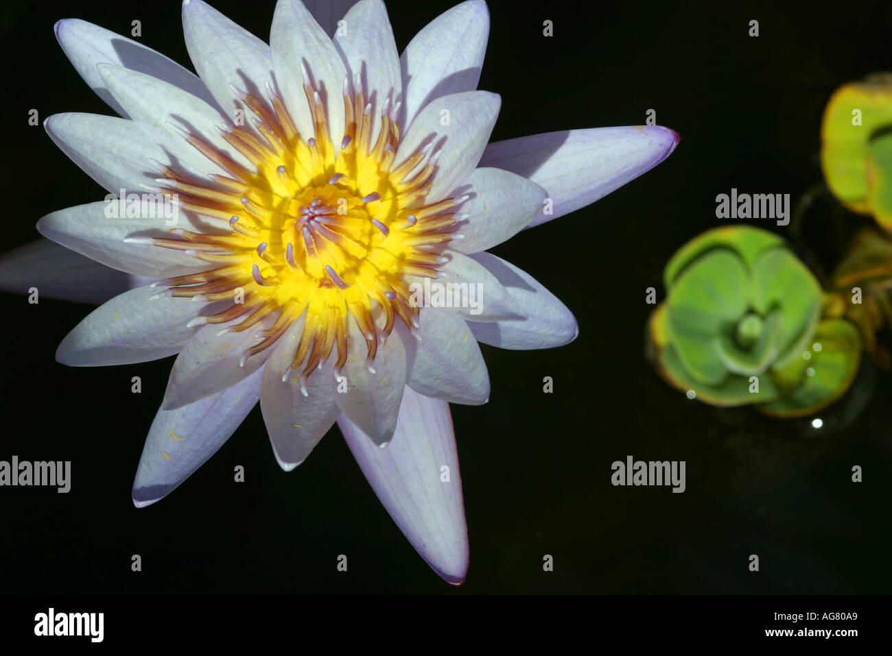 Lotus flower in a pond in Waikiki Beach Hawaii on the island of Oahu ...