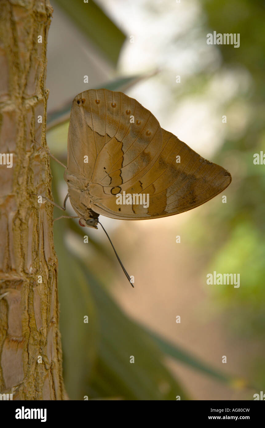 Camoflage Butterfly Stock Photos & Camoflage Butterfly Stock Images - Alamy