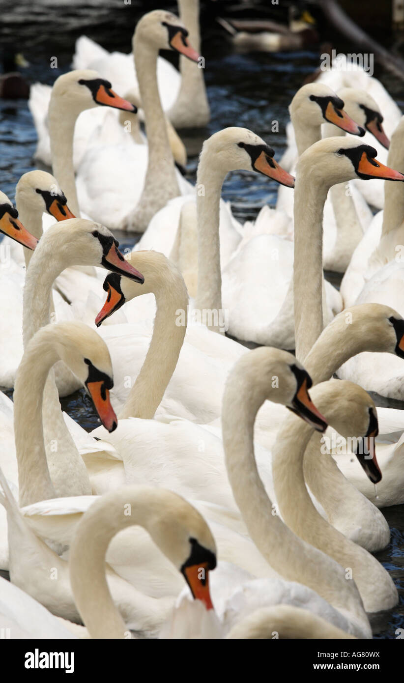 Group dabbling hi-res stock photography and images - Alamy