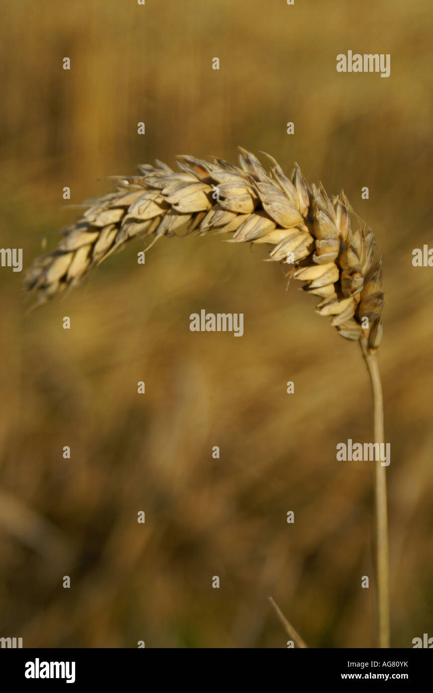 Wheat growing in field Stock Photo - Alamy