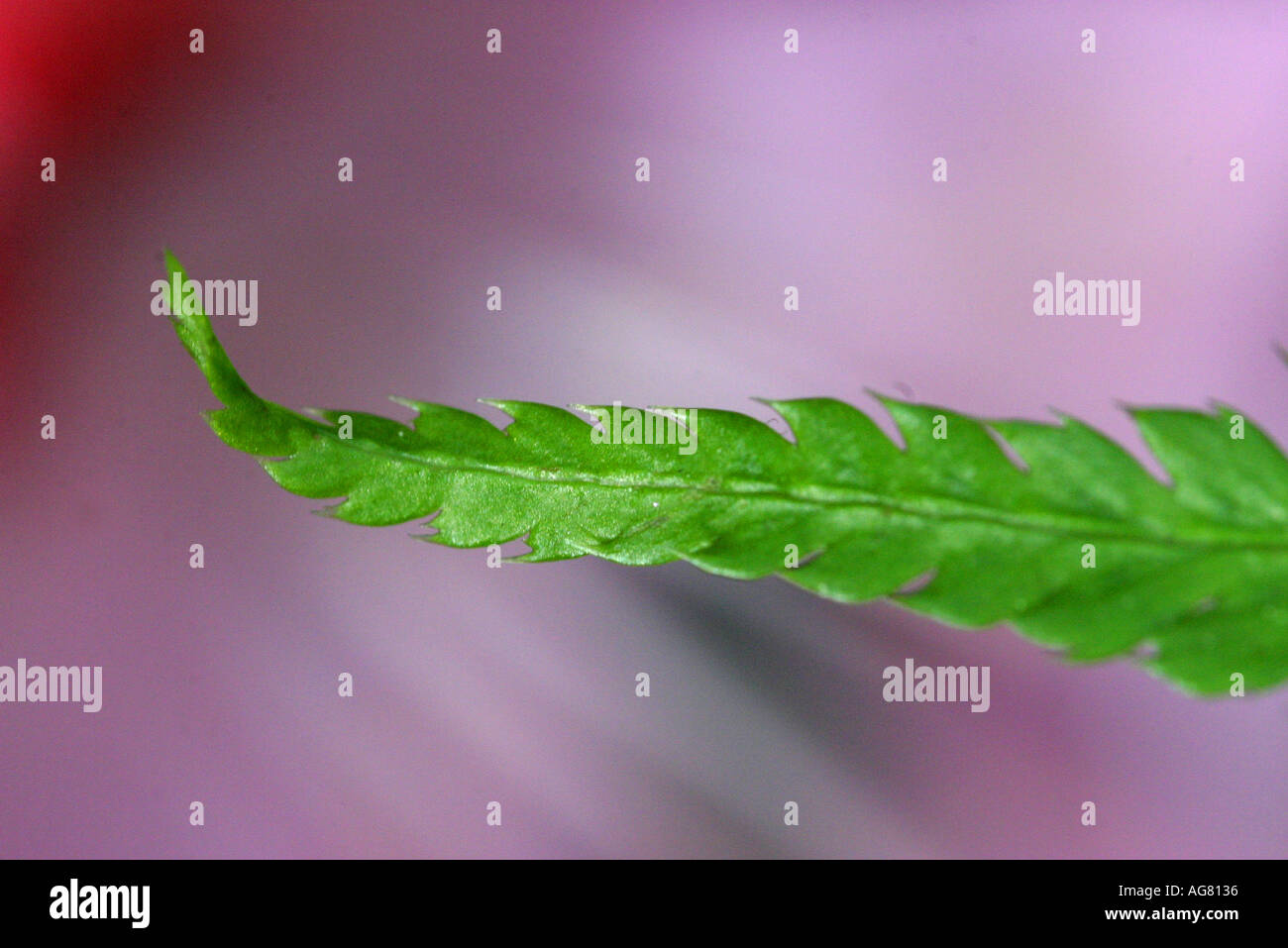 A closeup detail shot of a fern plan with purple flowers in the ...