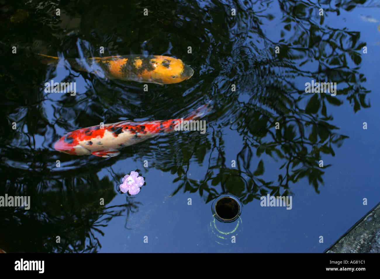 Koi fish at the Byodo In Buddhist Temple located in the Valley of ...