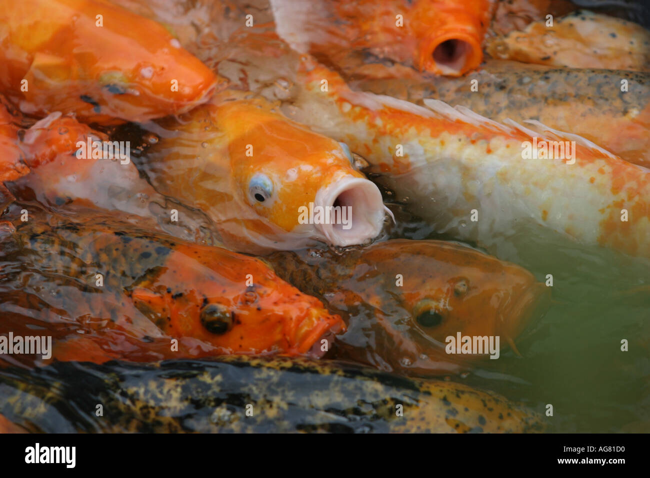 Koi fish are fed at the Byodo In Buddhist Temple located in the Valley ...