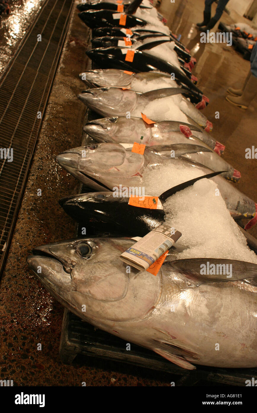 Fish are layed out before the Honolulu Fish Auction on Oahu Hawaii ...