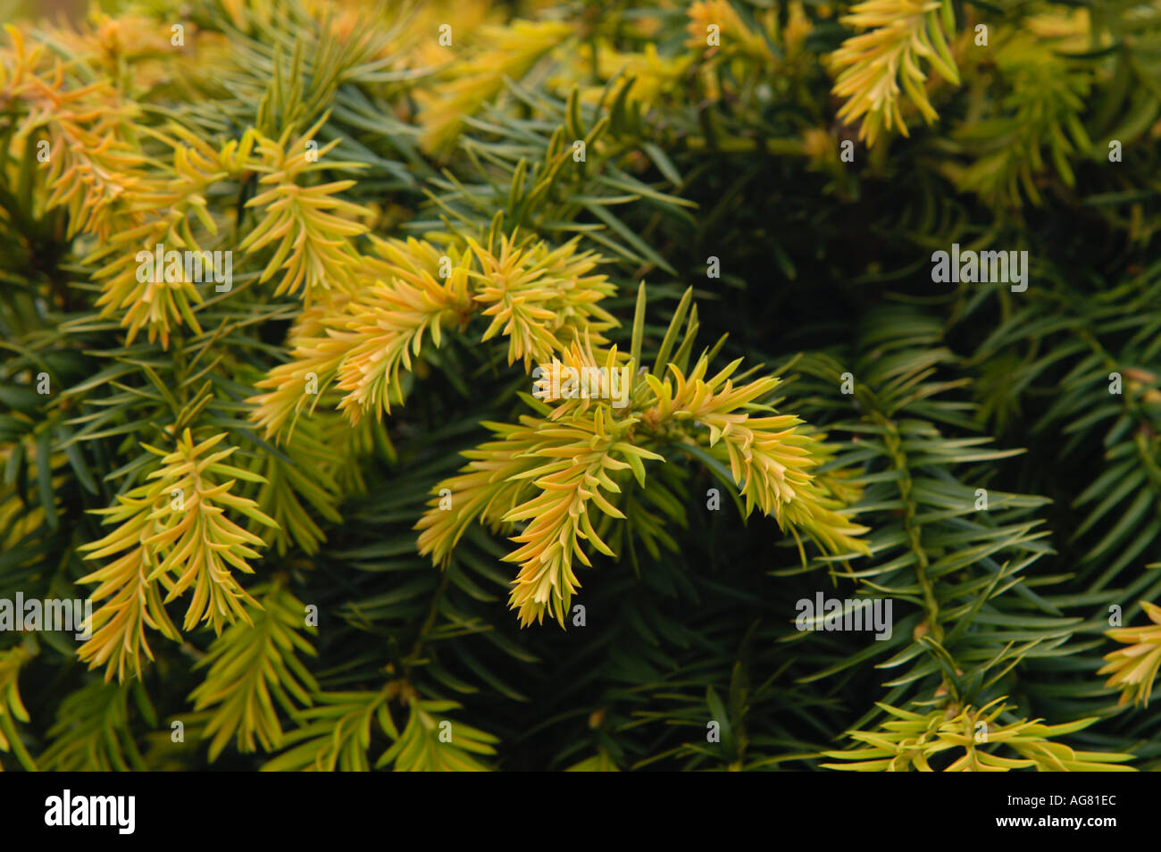 Leaf Leaves spring green Stock Photo - Alamy