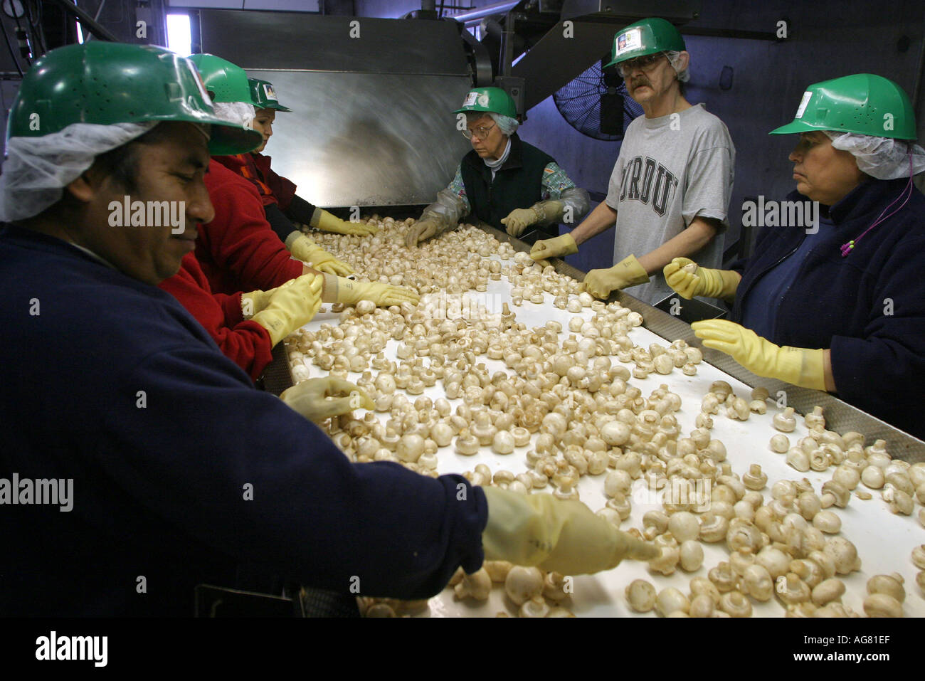 A group of workers at a food processing plant check mushrooms for ...