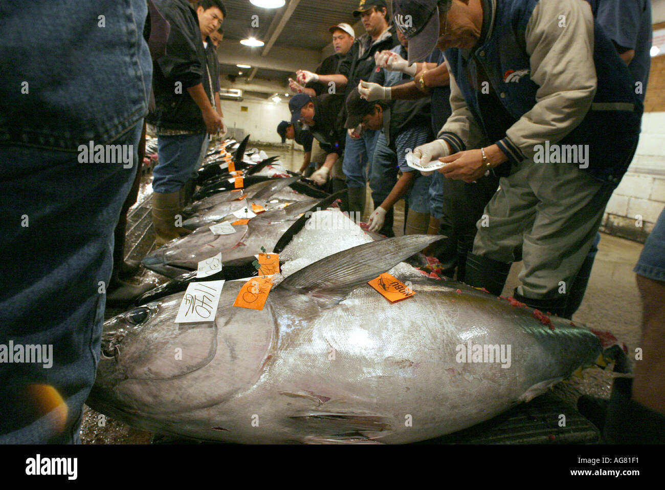 Fish buyers sample the quality of the fish at the Honolulu Fish Auction ...