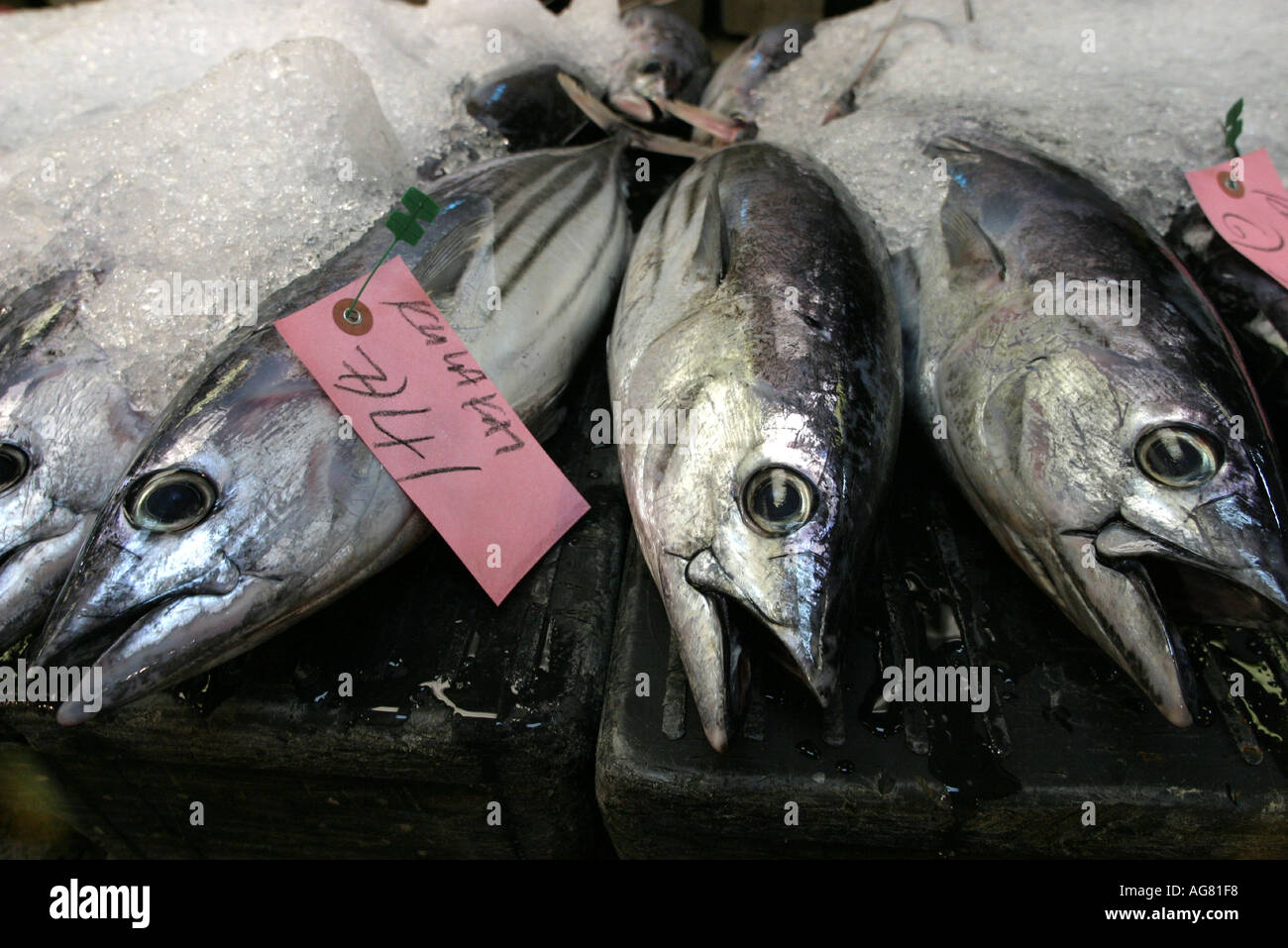 Fish are layed out before the Honolulu Fish Auction on Oahu Hawaii ...