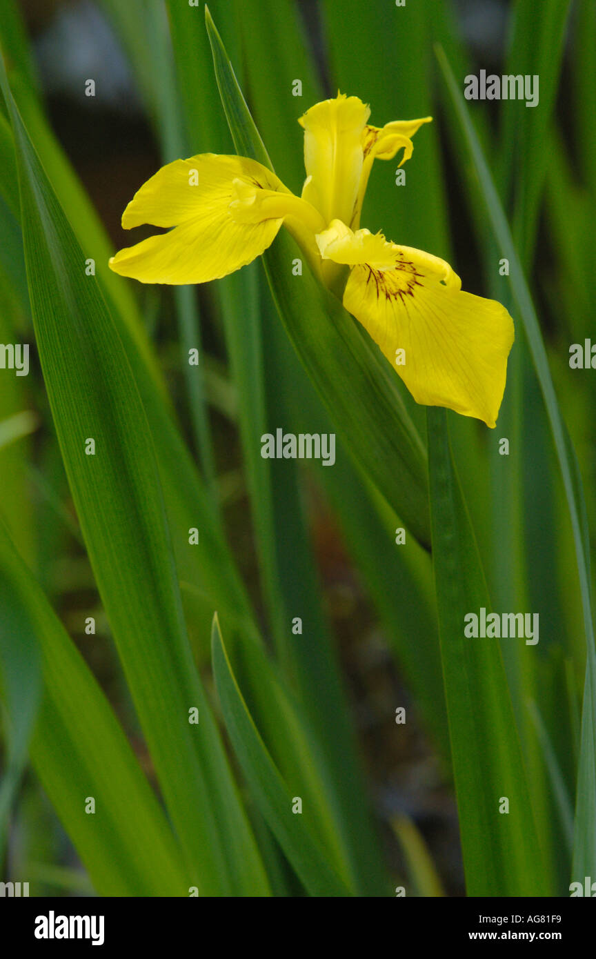 Lily reproduction hi-res stock photography and images - Alamy