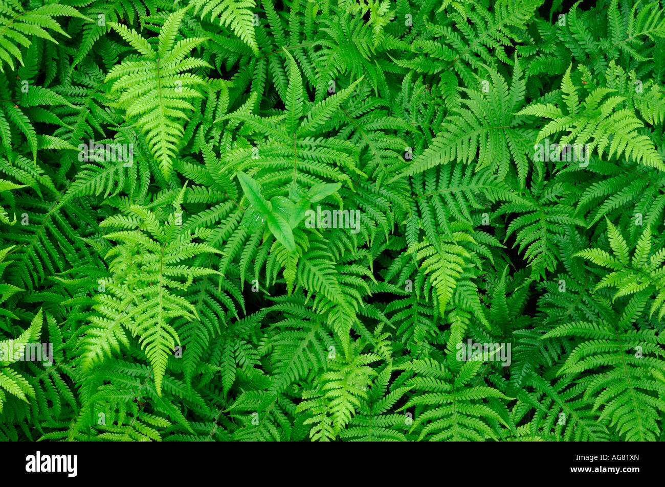 Swedish ferns hi-res stock photography and images - Alamy