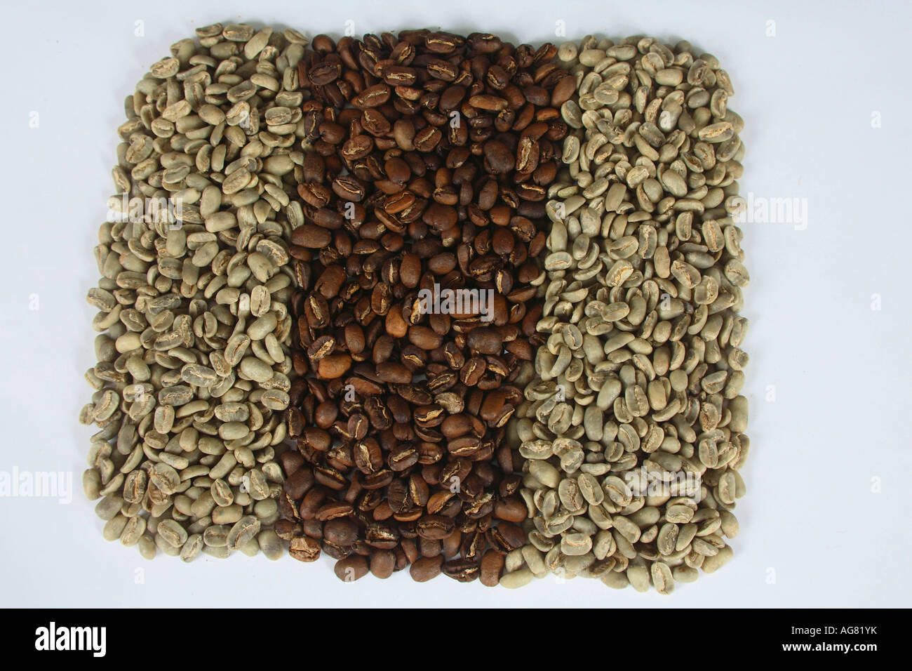 Coffee beans Bio Mexico Maragogype raw and roasted Coffea arabica Stock ...