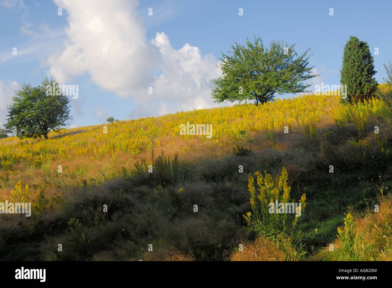 Trees standing on summer meadow Stock Photo - Alamy