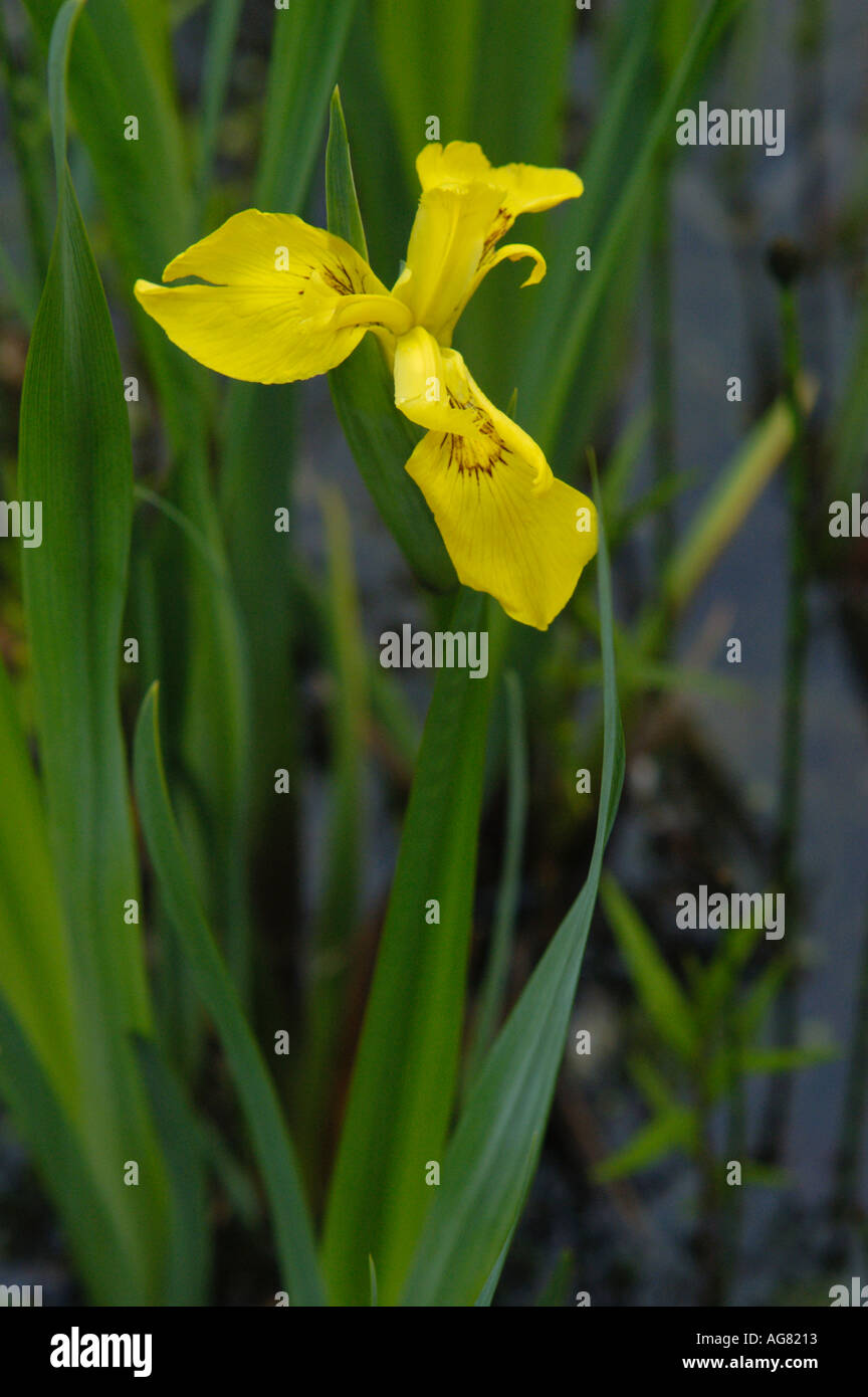 Lily reproduction hi-res stock photography and images - Alamy