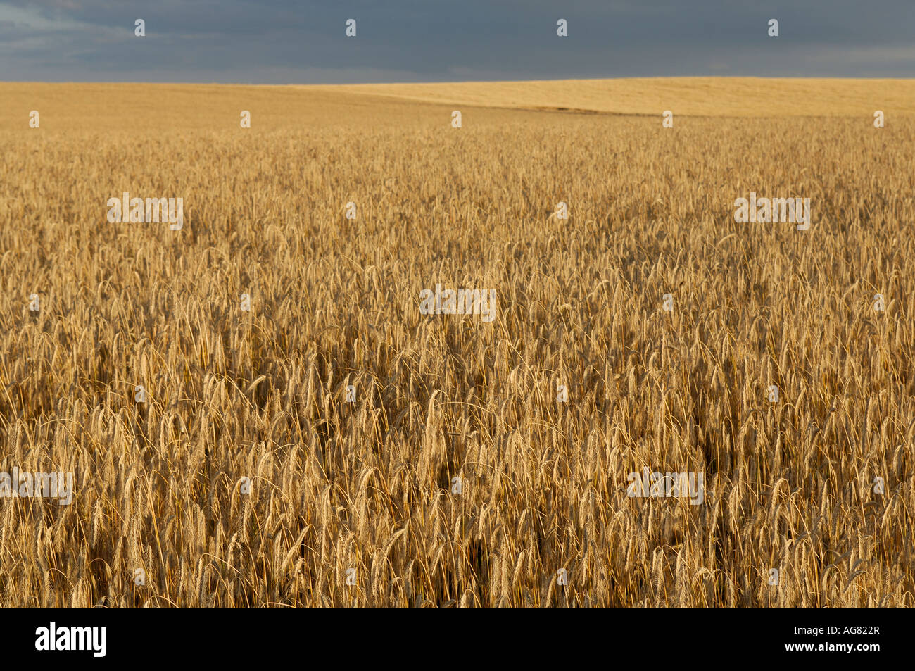 Field of crops Stock Photo - Alamy