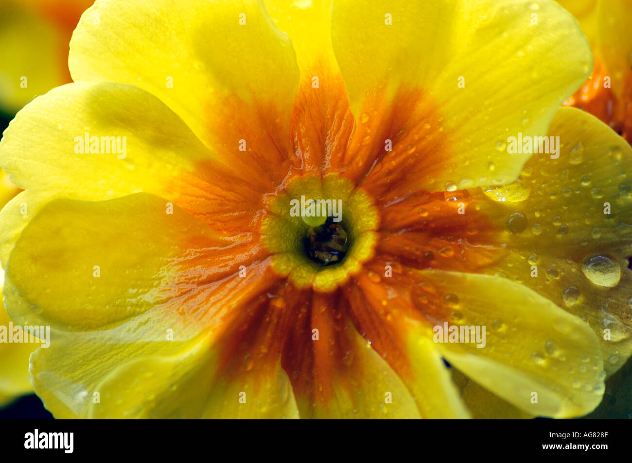 Yellow and orange Primula Stock Photo - Alamy