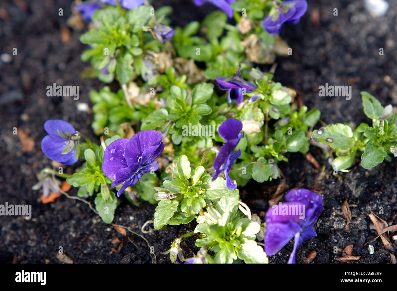 Pansy vivid colour hi-res stock photography and images - Alamy