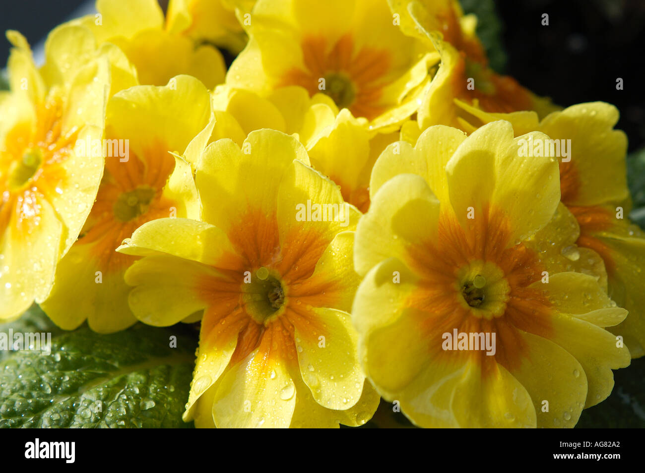 Yellow and orange Primula Stock Photo - Alamy