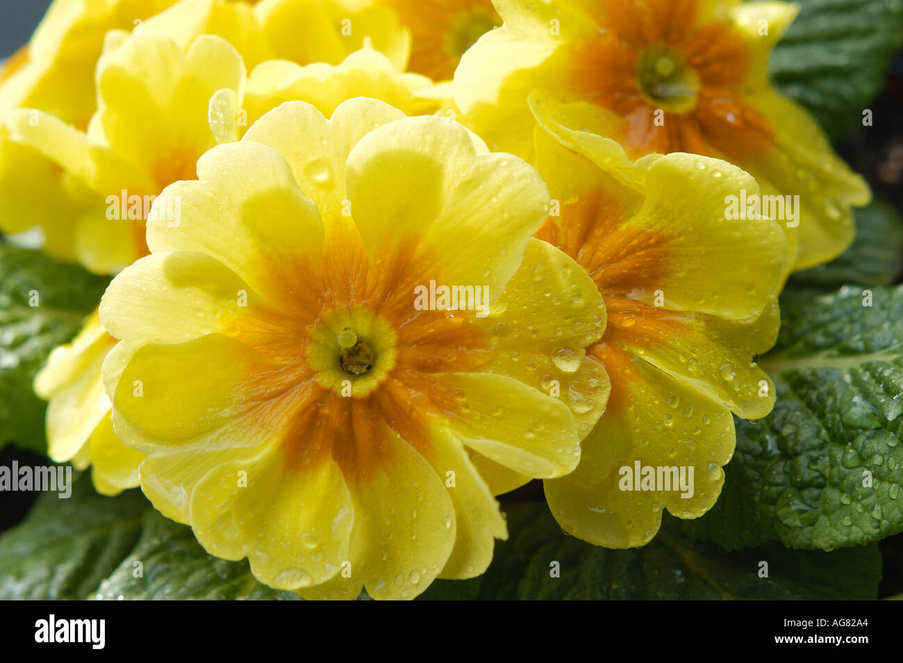Yellow and orange Primula Stock Photo - Alamy