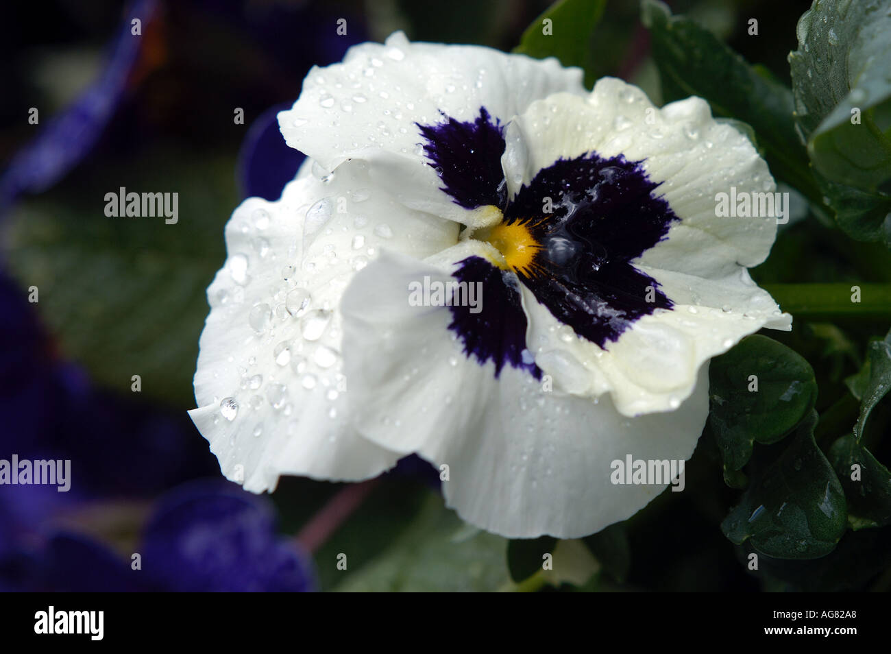 Pansy vivid colour hi-res stock photography and images - Alamy