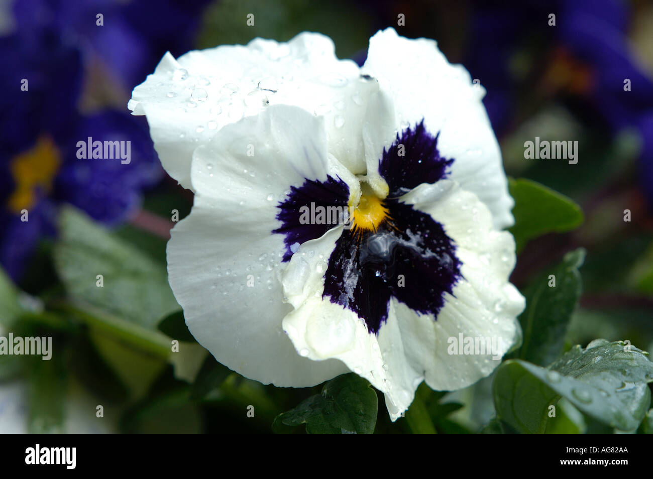 Pansy vivid colour hi-res stock photography and images - Alamy