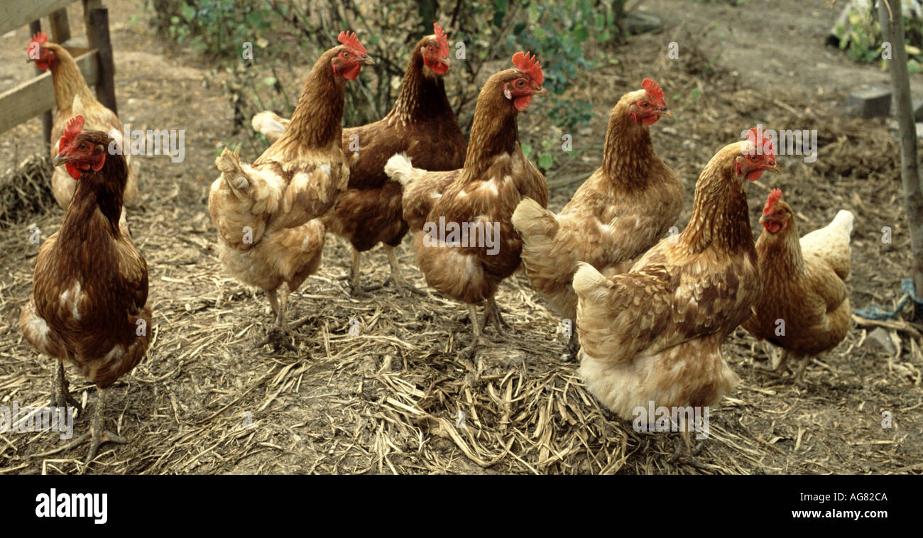 Free Range Chickens Stock Photo - Alamy