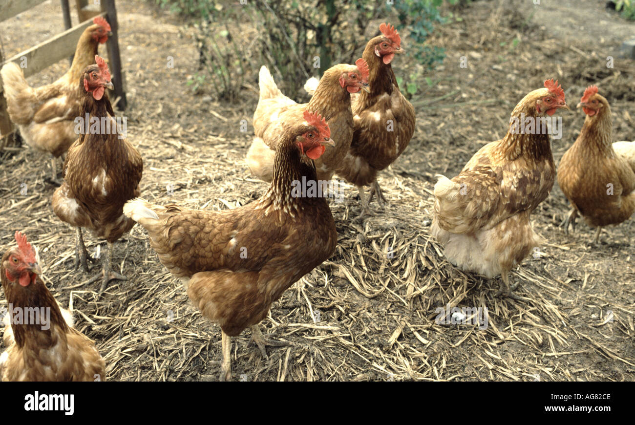 Free range chickens mud hi-res stock photography and images - Alamy