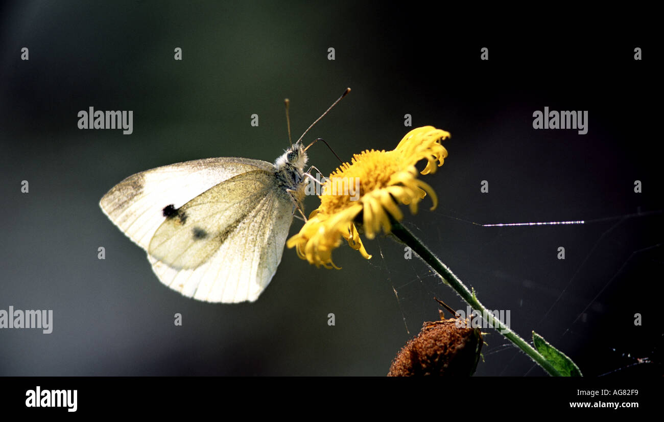 The small white butterfly hi-res stock photography and images - Alamy