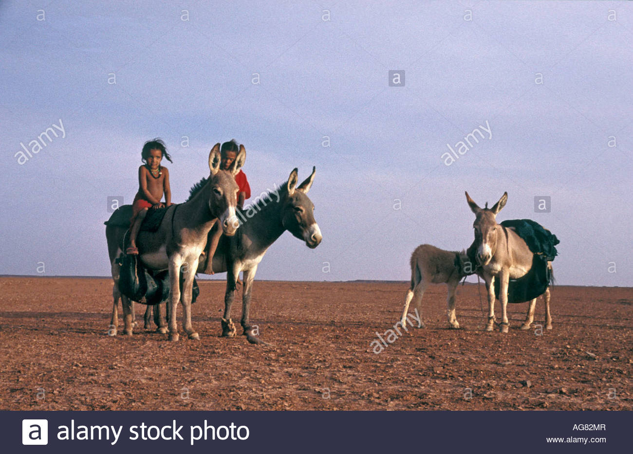 Donkey Carrying Water Stock Photos & Donkey Carrying Water Stock Images ...