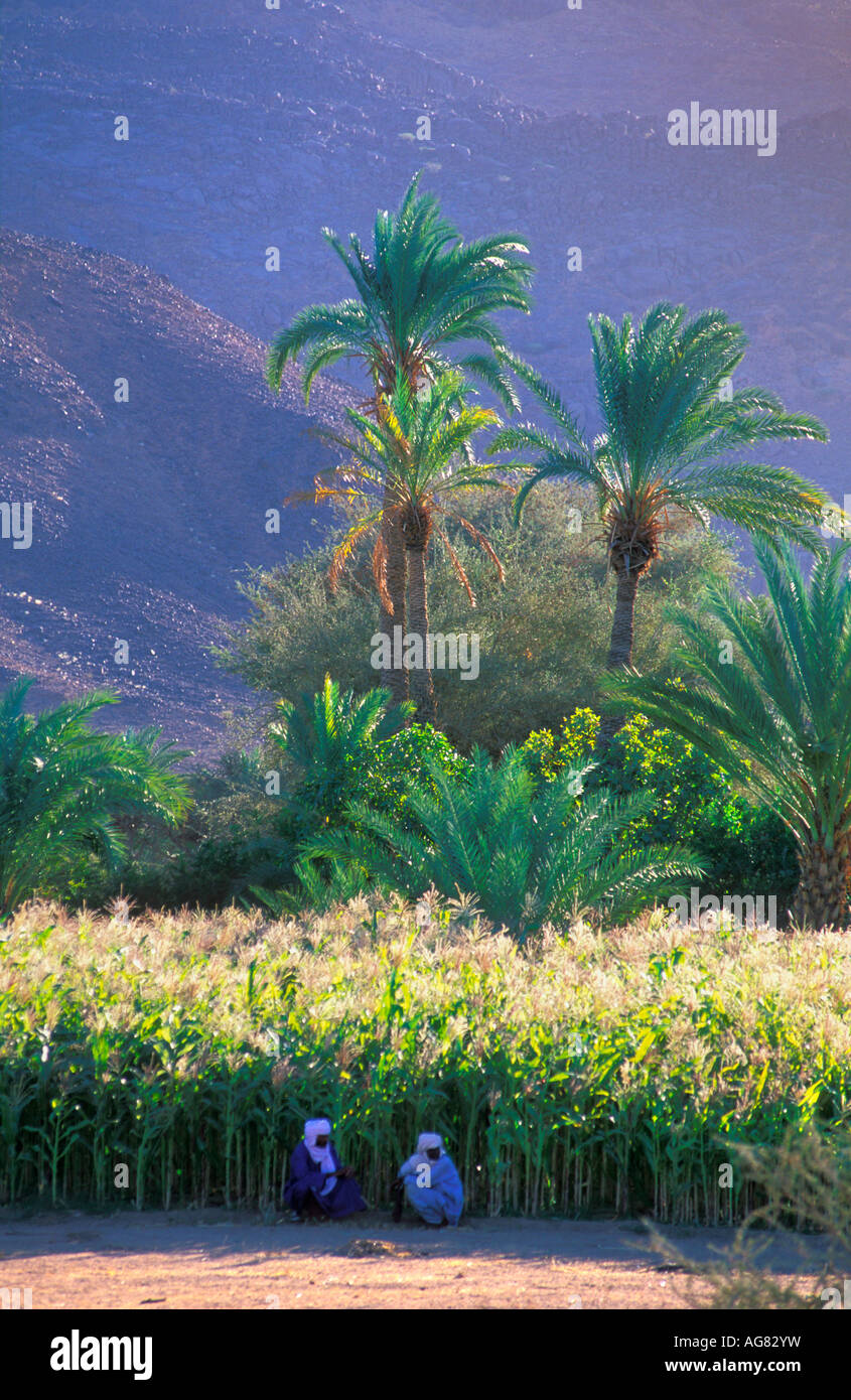 Niger Timia Men of Tuareg tribe sitting at field of corn and date palms ...