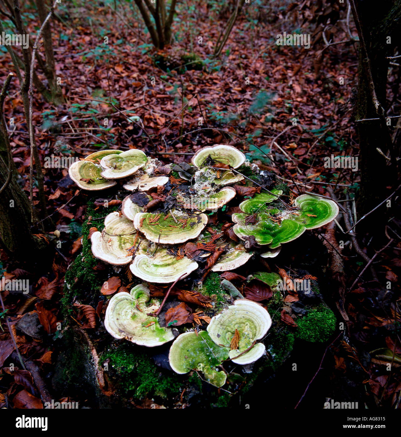 English autumn forest landscape scene Stock Photo - Alamy