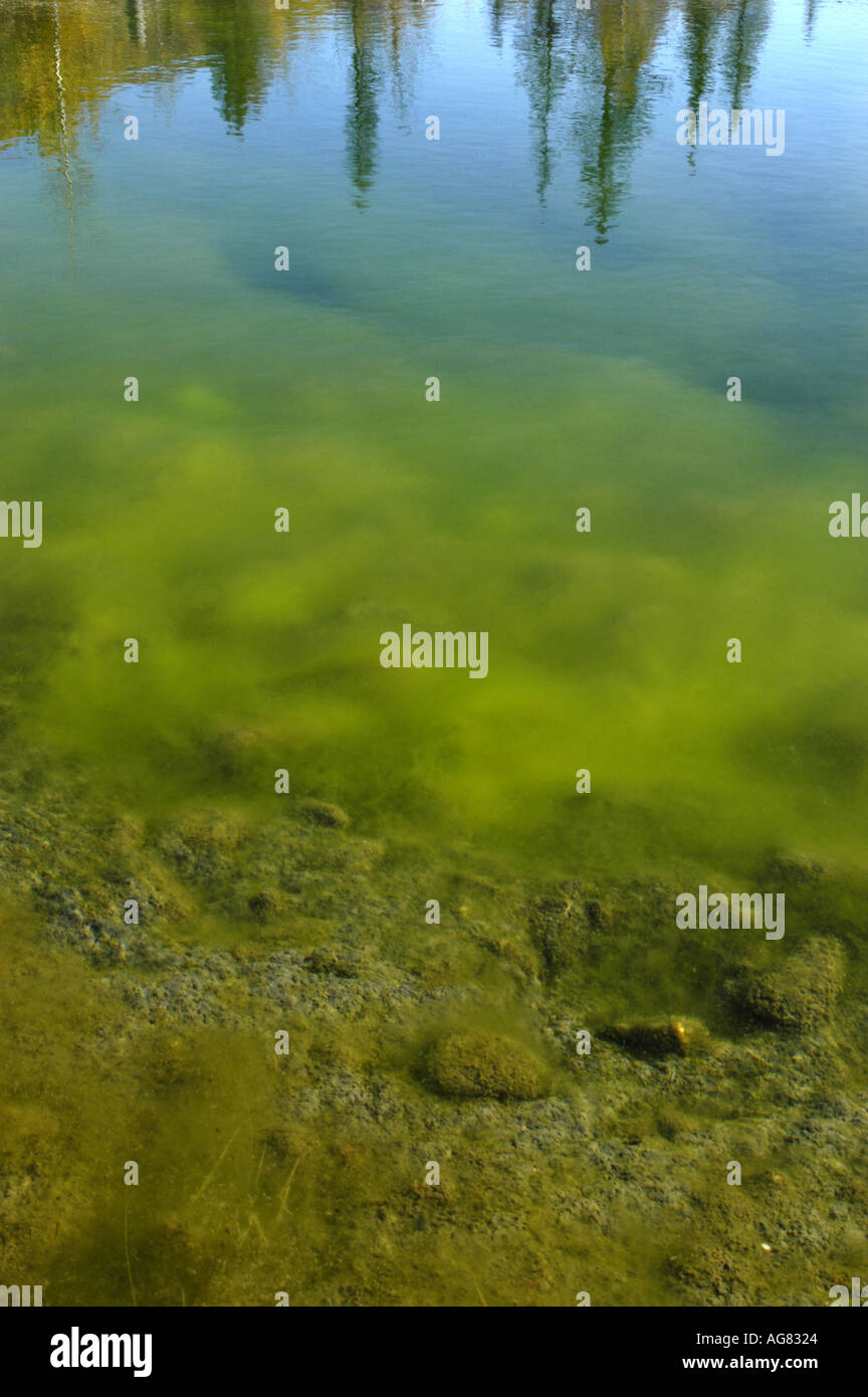 Algea in Hot spring water Stock Photo - Alamy