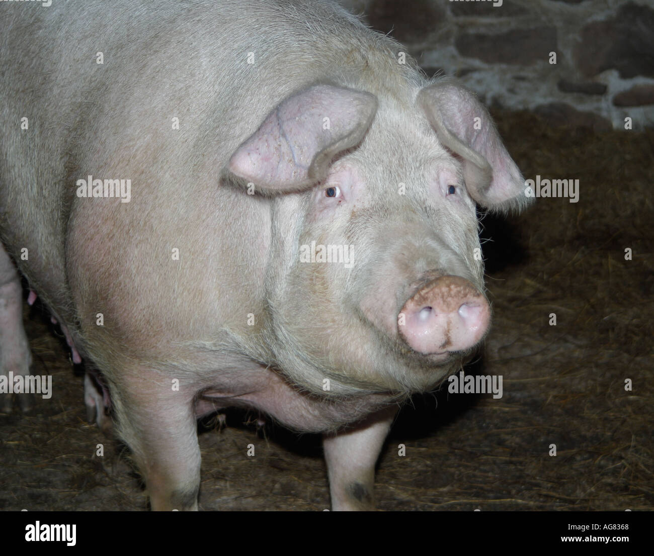 British pig farming hi-res stock photography and images - Alamy