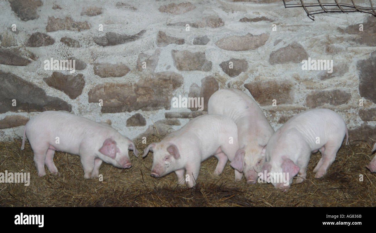 Pigs in barn hi-res stock photography and images - Alamy