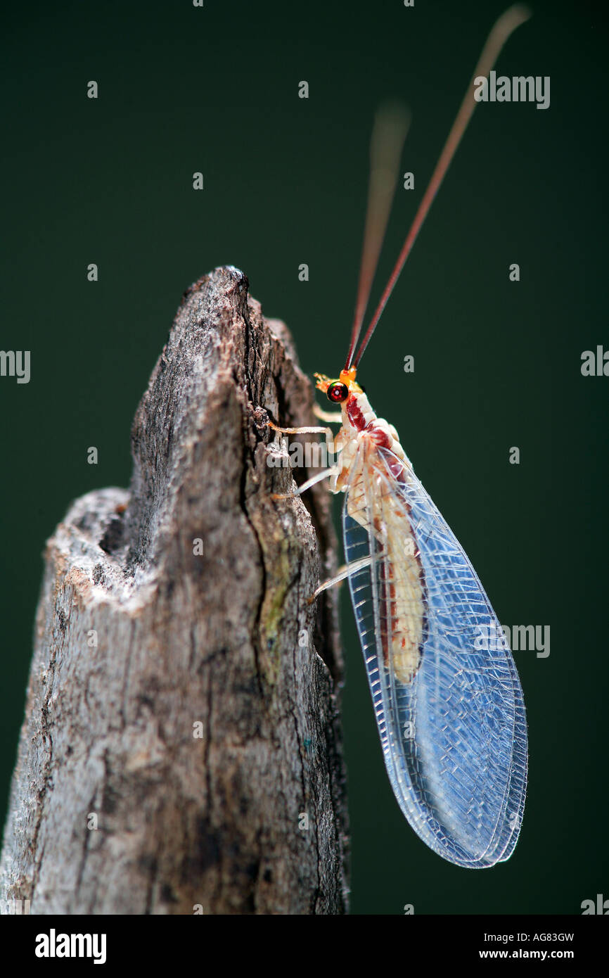 Lacewing Chrysopa dorsalis Spain Stock Photo - Alamy