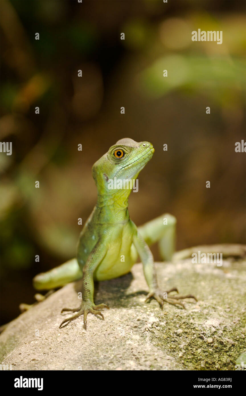 Laemanctus longipes hi-res stock photography and images - Alamy