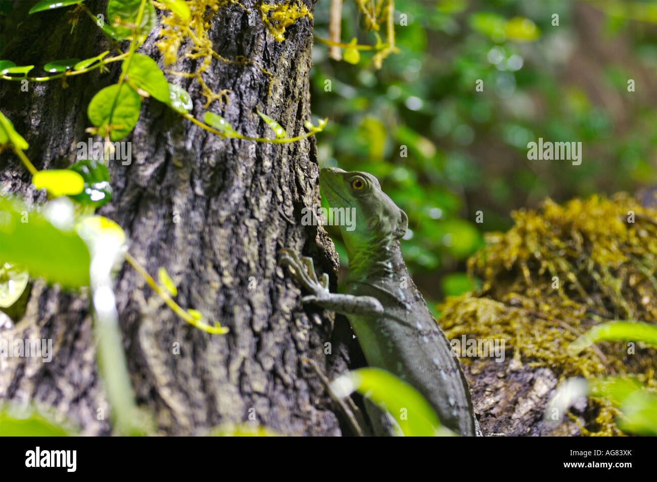 Laemanctus longipes hi-res stock photography and images - Alamy