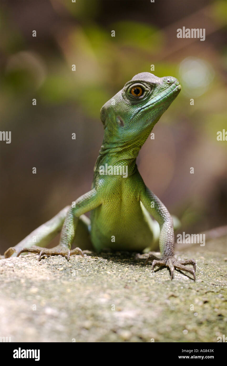 Laemanctus longipes hi-res stock photography and images - Alamy