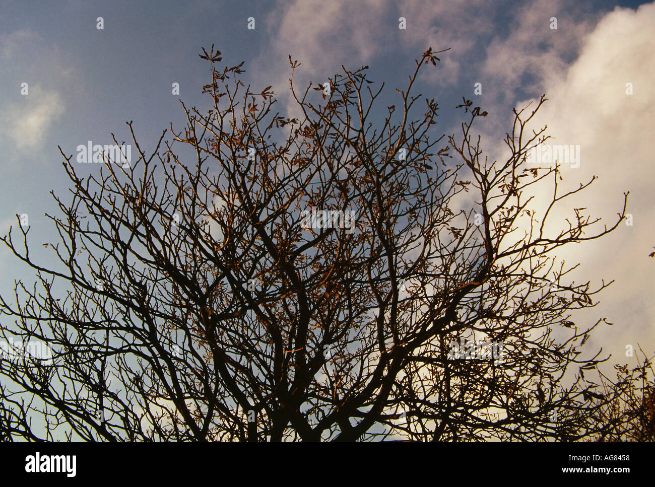 the branches of a tree Stock Photo - Alamy