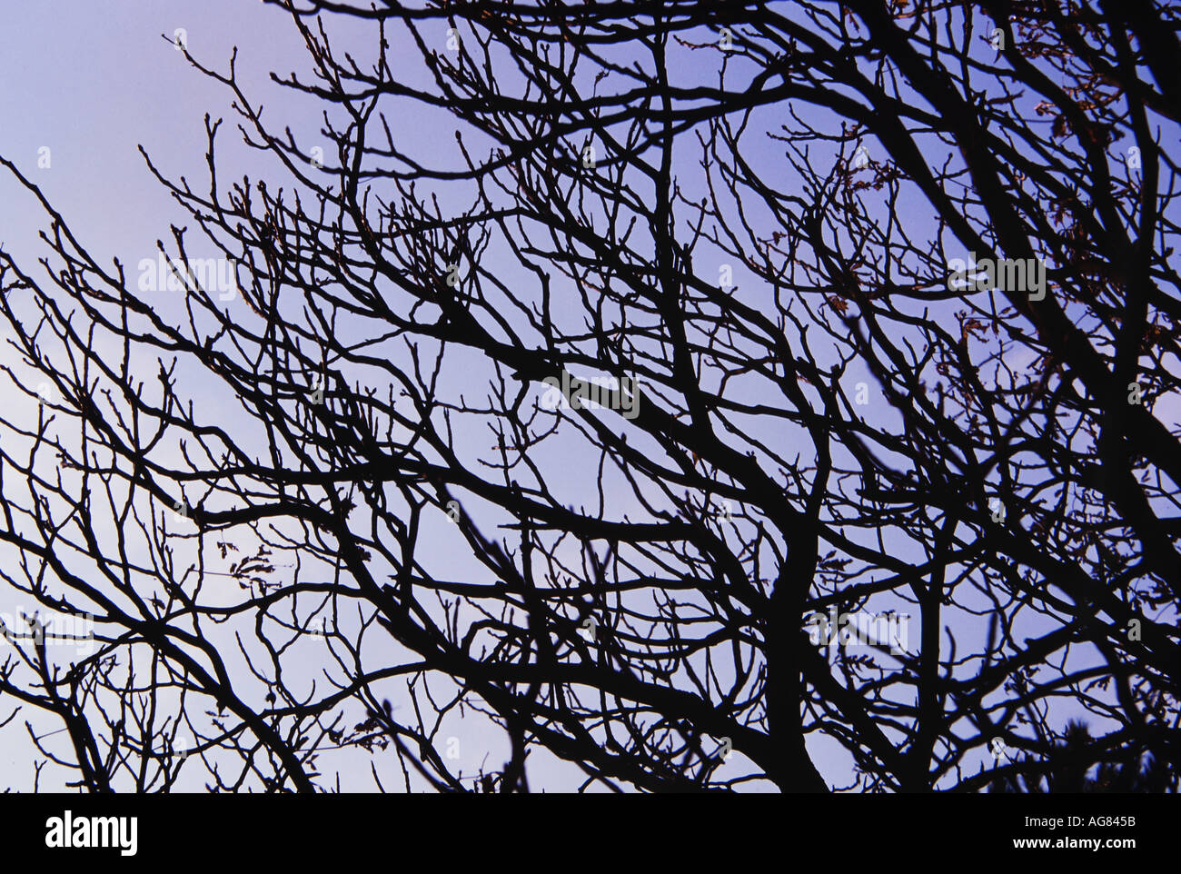 the branches of a tree Stock Photo - Alamy