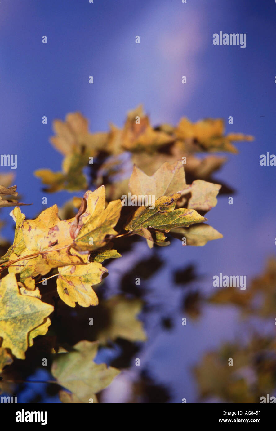 a branch of a tree Stock Photo - Alamy