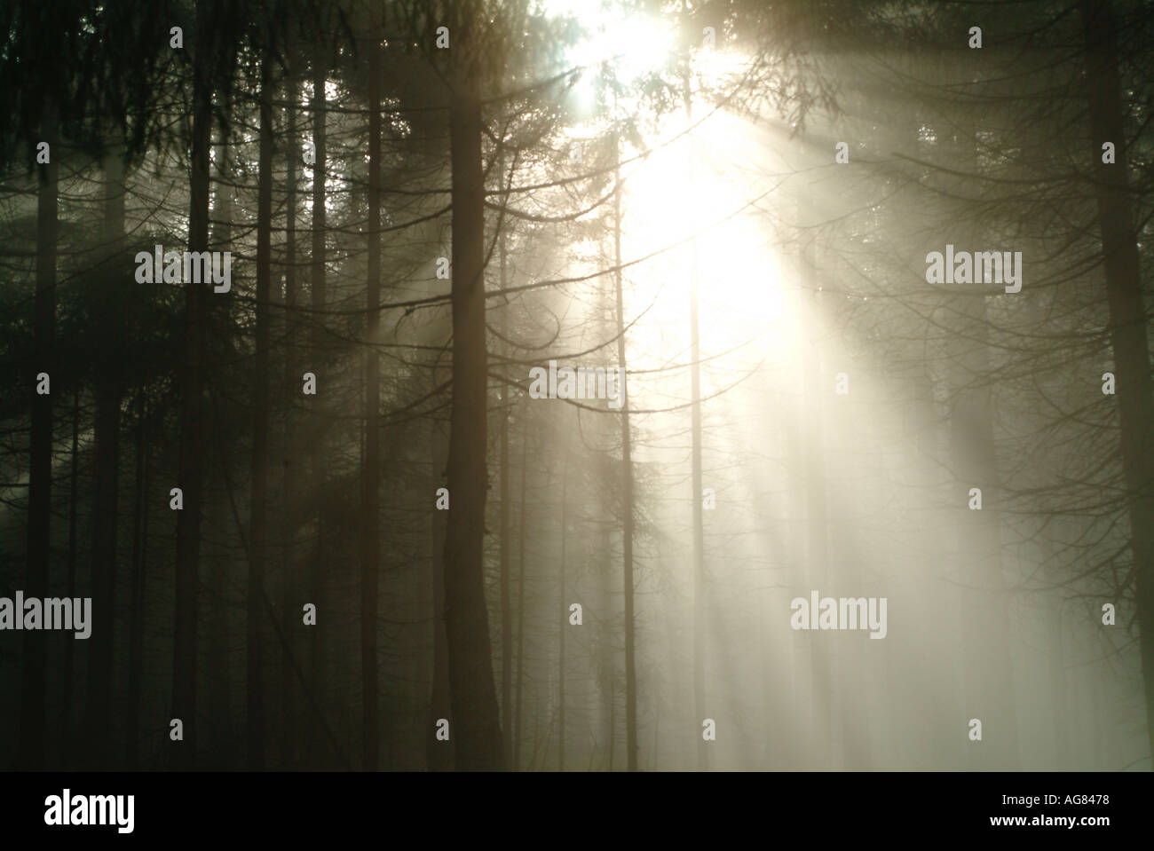 sun breaking through mist spruce forest Bavarian Forest Bavaria Germany ...