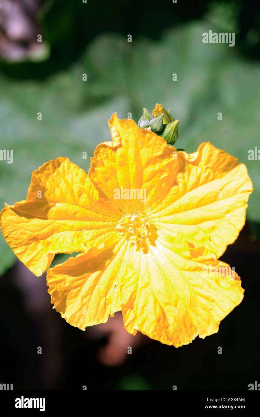 Close up flowers plants hi-res stock photography and images - Alamy