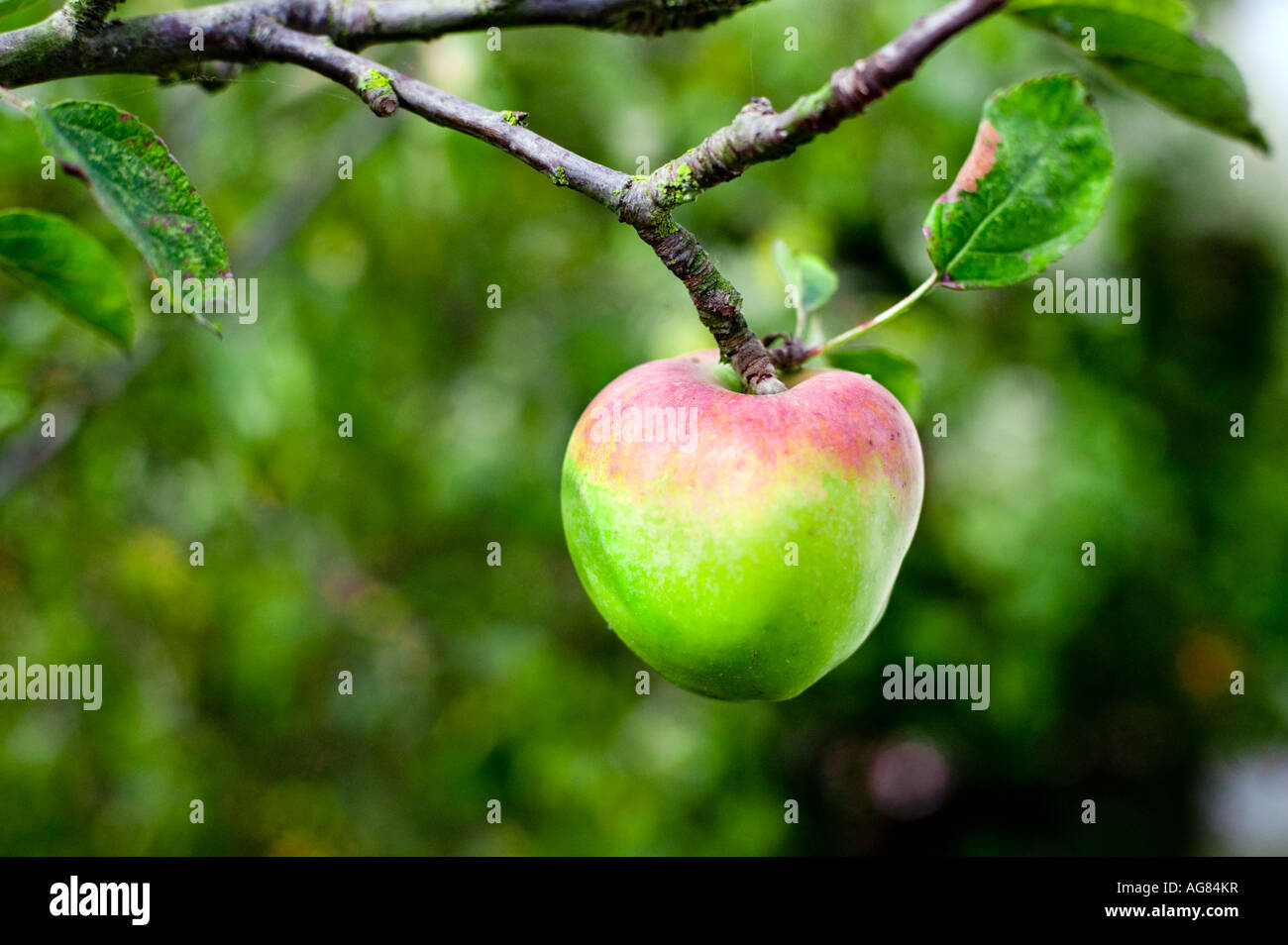Apple on a tree in an orchard in Sussex, England, UK Stock Photo - Alamy