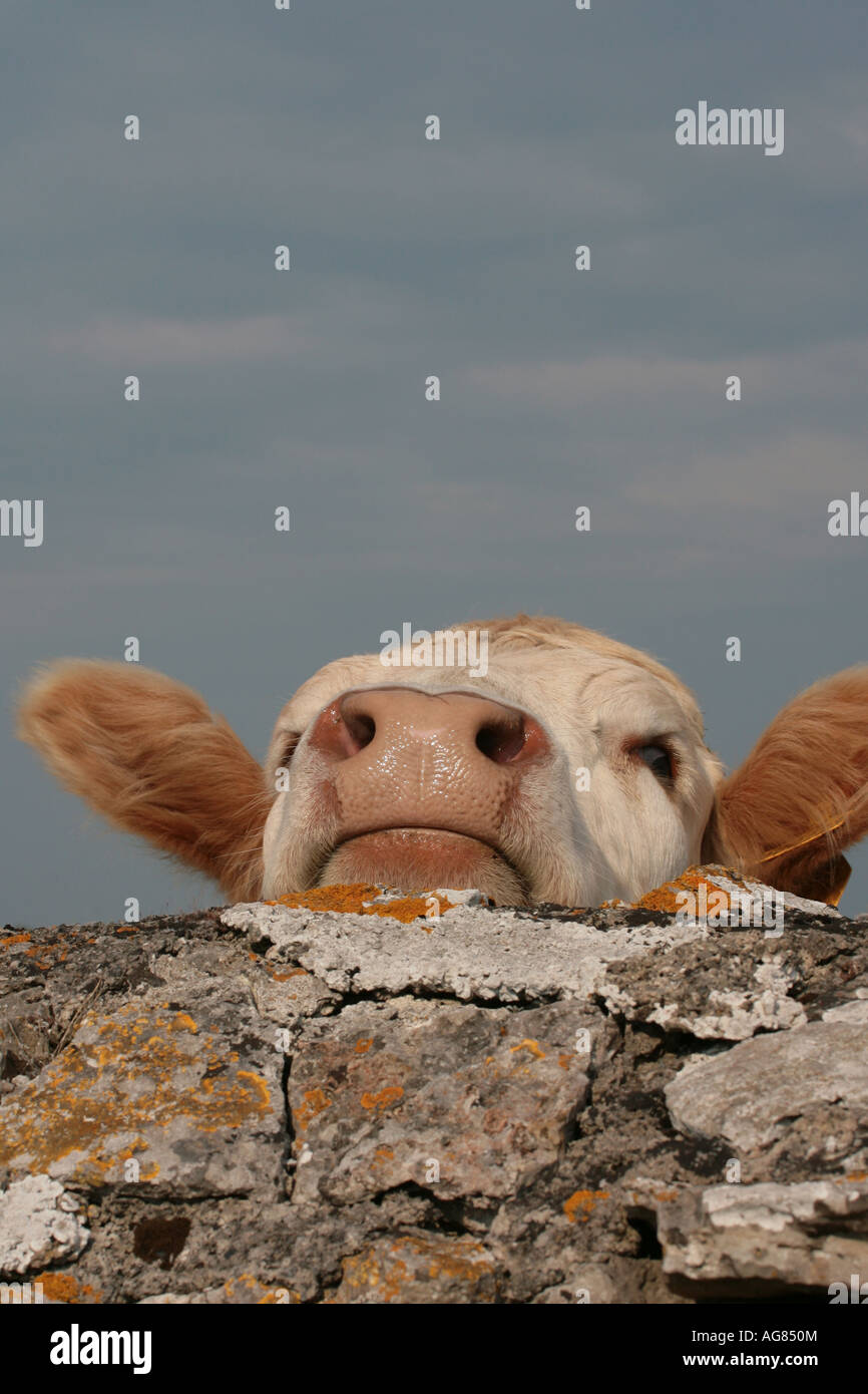 Cow looking over a stone wall Stock Photo - Alamy