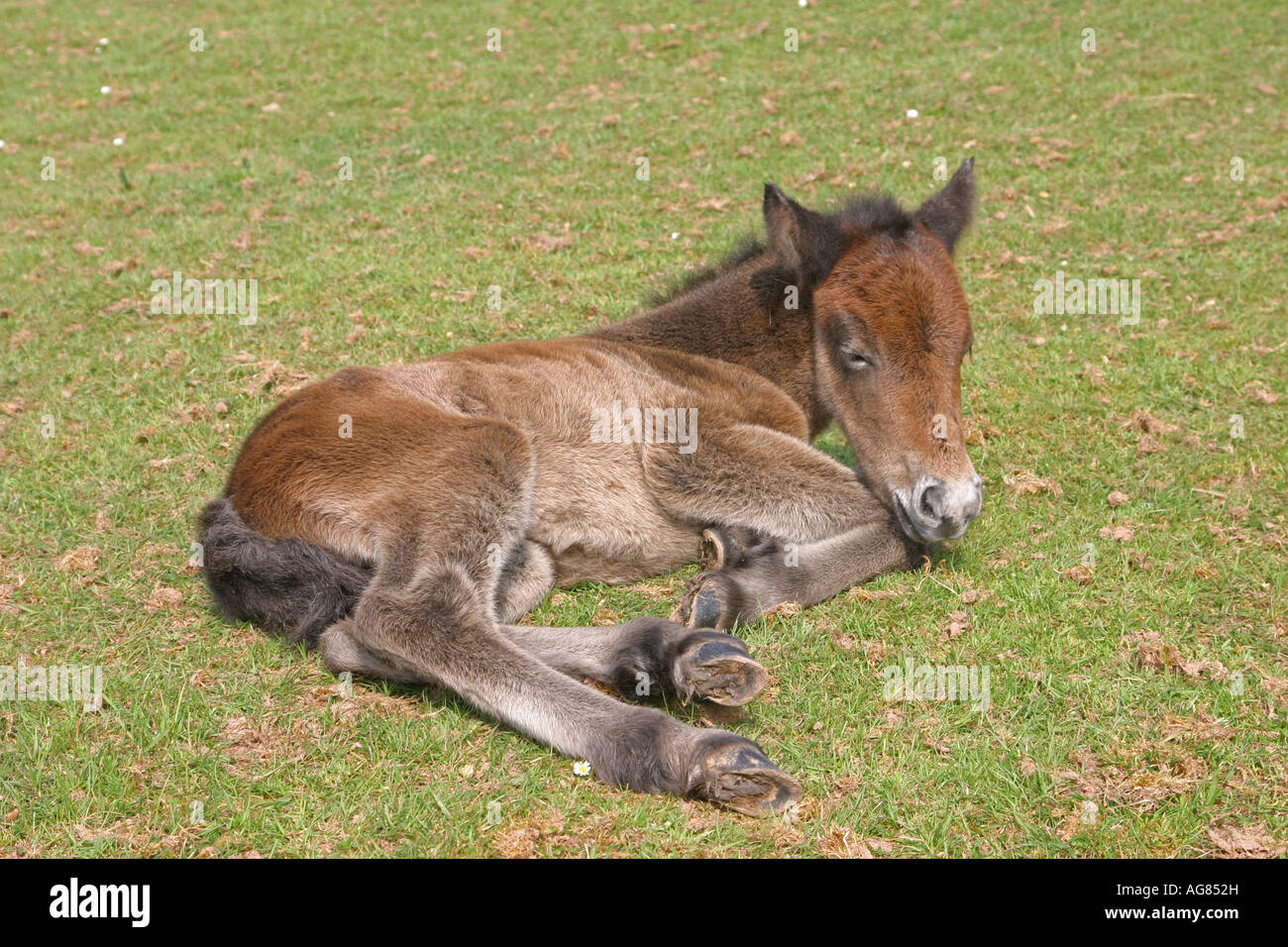Tired pony hi-res stock photography and images - Alamy