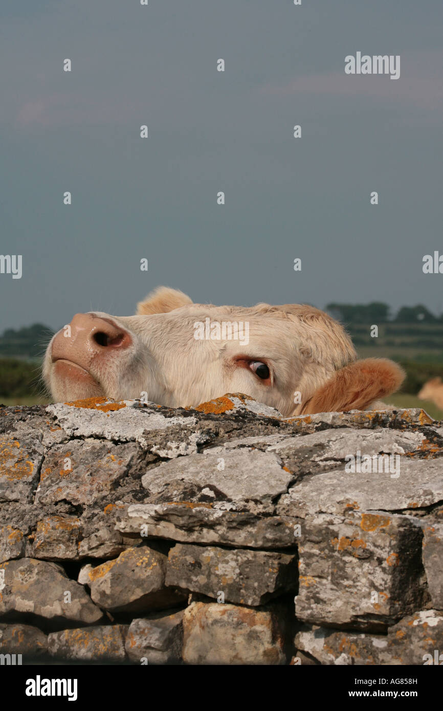 Cow looking over stone wall hi-res stock photography and images - Alamy