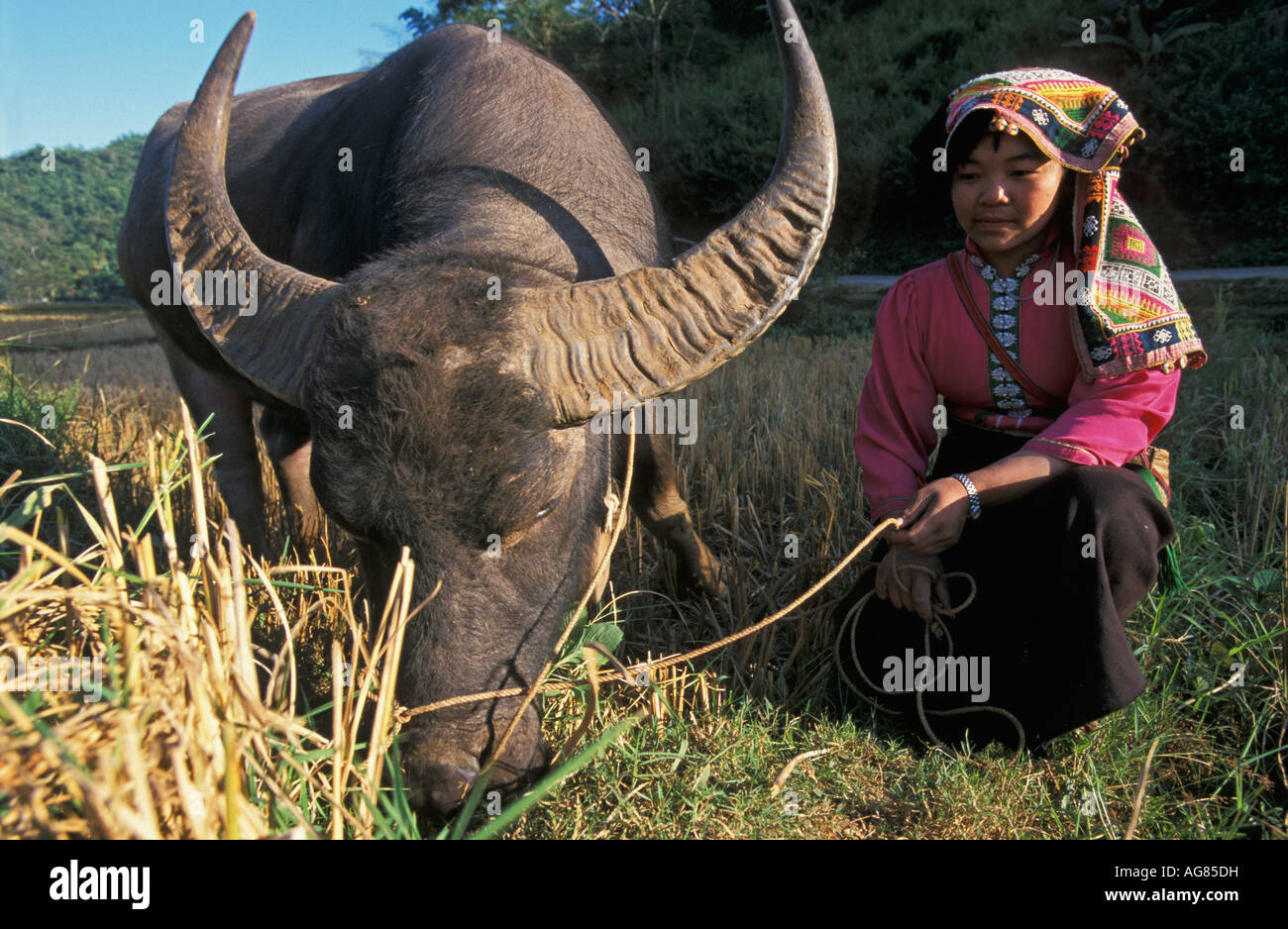 Vietnam Son La Woman of Tay Hill Tribe with water buffalo Stock Photo ...