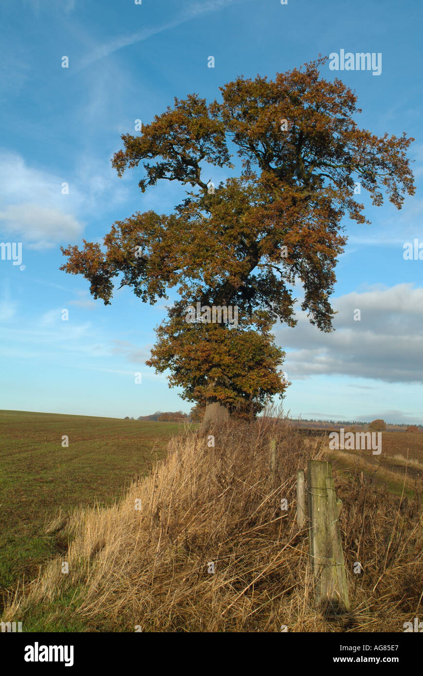 Hedgerow countryside hi-res stock photography and images - Alamy